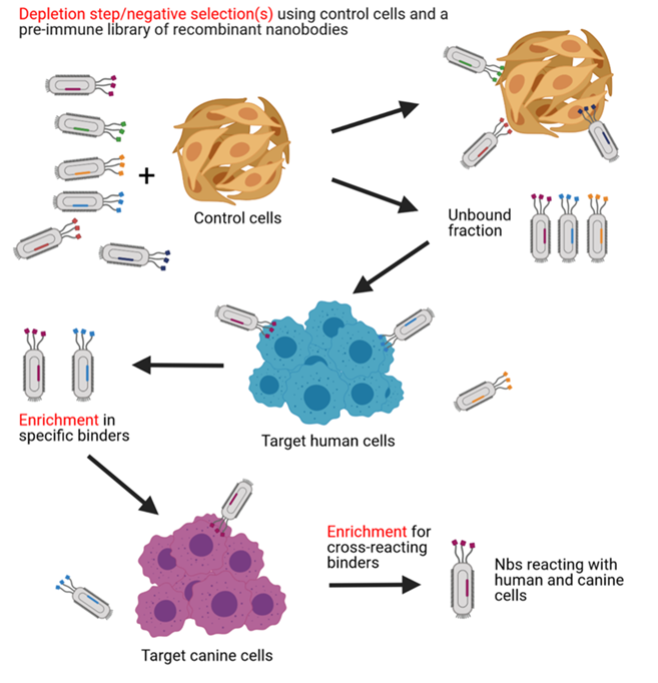 Comparative oncology for tackling rare cancers • UNG
