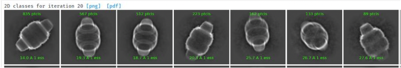 Understanding the role of vault ribonucleoprotein particles in the ...